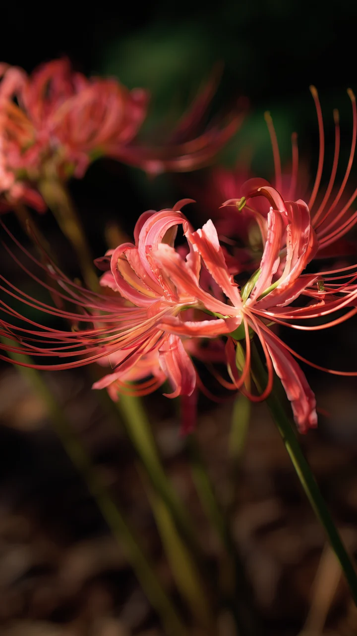 Fond D’écran Lycoris Radiata
